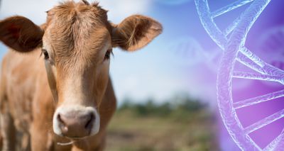 Cow Dna Vs Human Dna