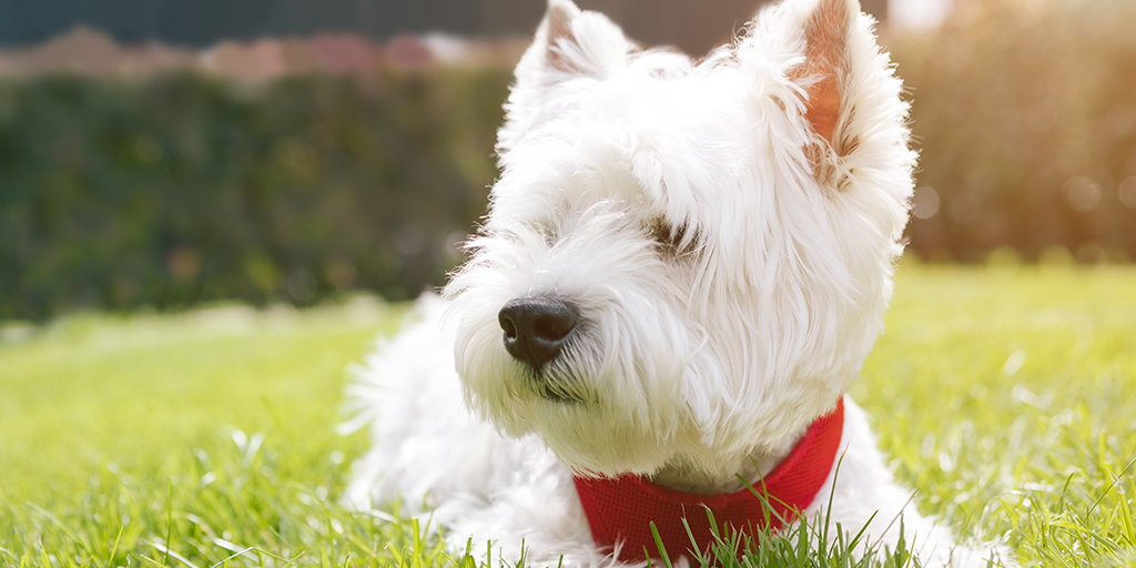 What Causes Westie Lung Disease at Anthony Davenport blog